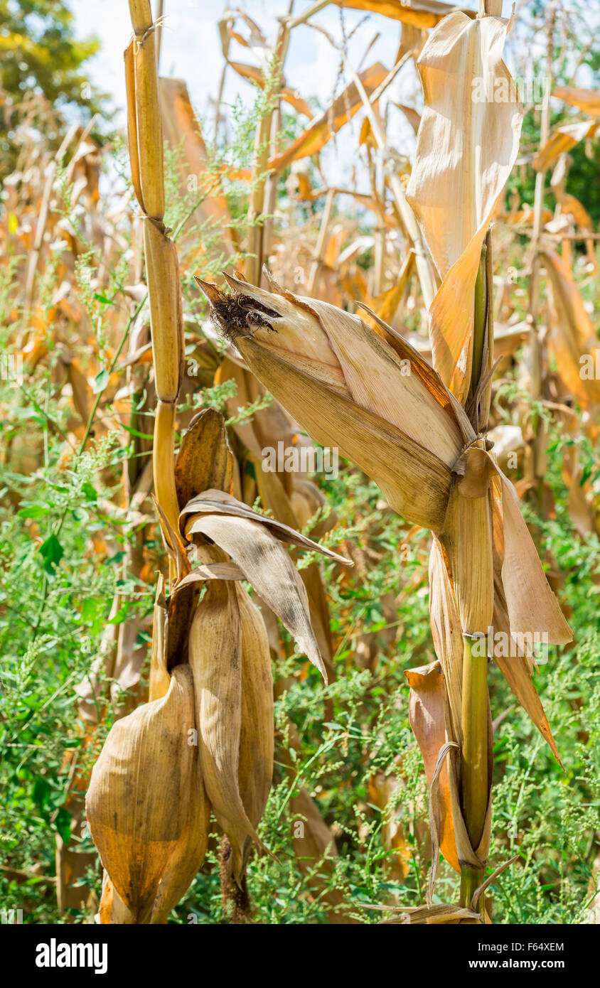 Dry corn field ready for harvest Stock Photo - Alamy