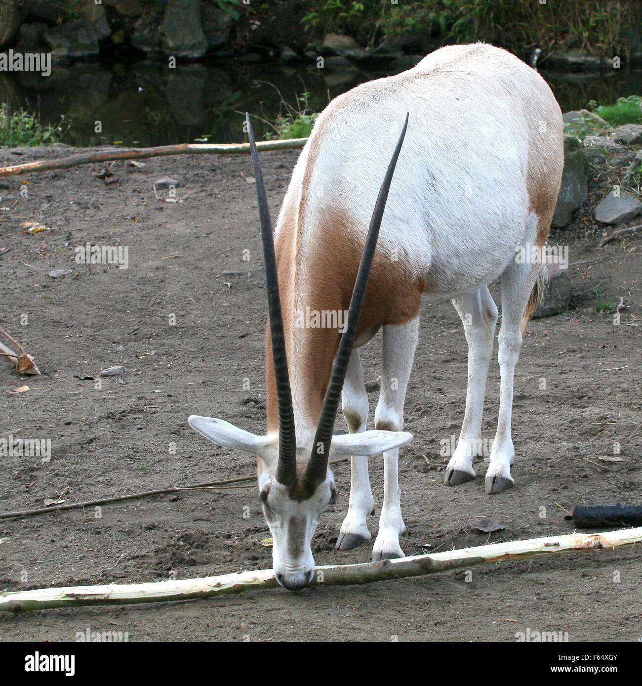 Saharan Scimitar Oryx or Scimitar-horned Oryx (Oryx dammah) stripping ...