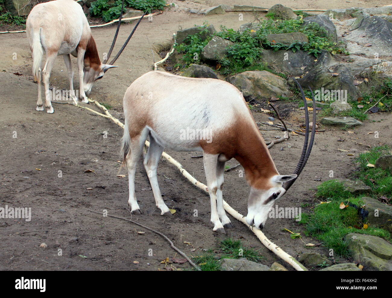 Formerly inhabited all of north africa hi-res stock photography and ...