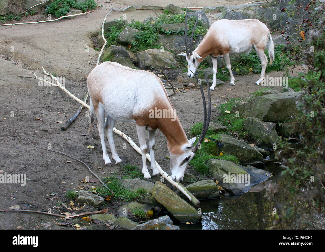 Formerly inhabited all of north africa hi-res stock photography and ...