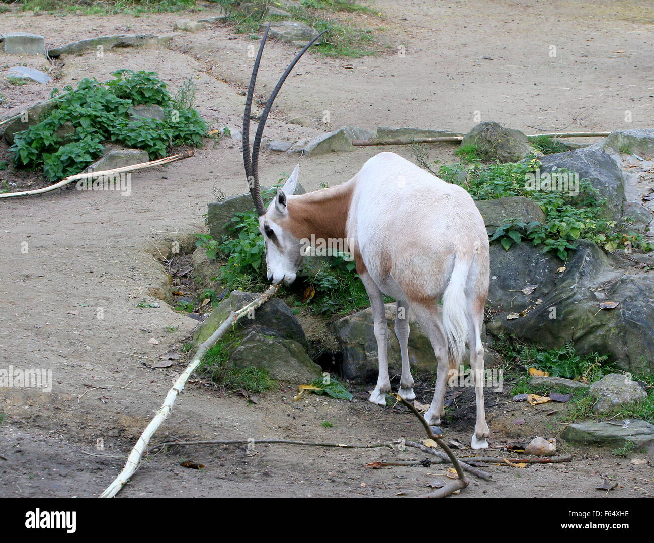 Saharan Scimitar Oryx or Scimitar-horned Oryx (Oryx dammah) feeding on ...