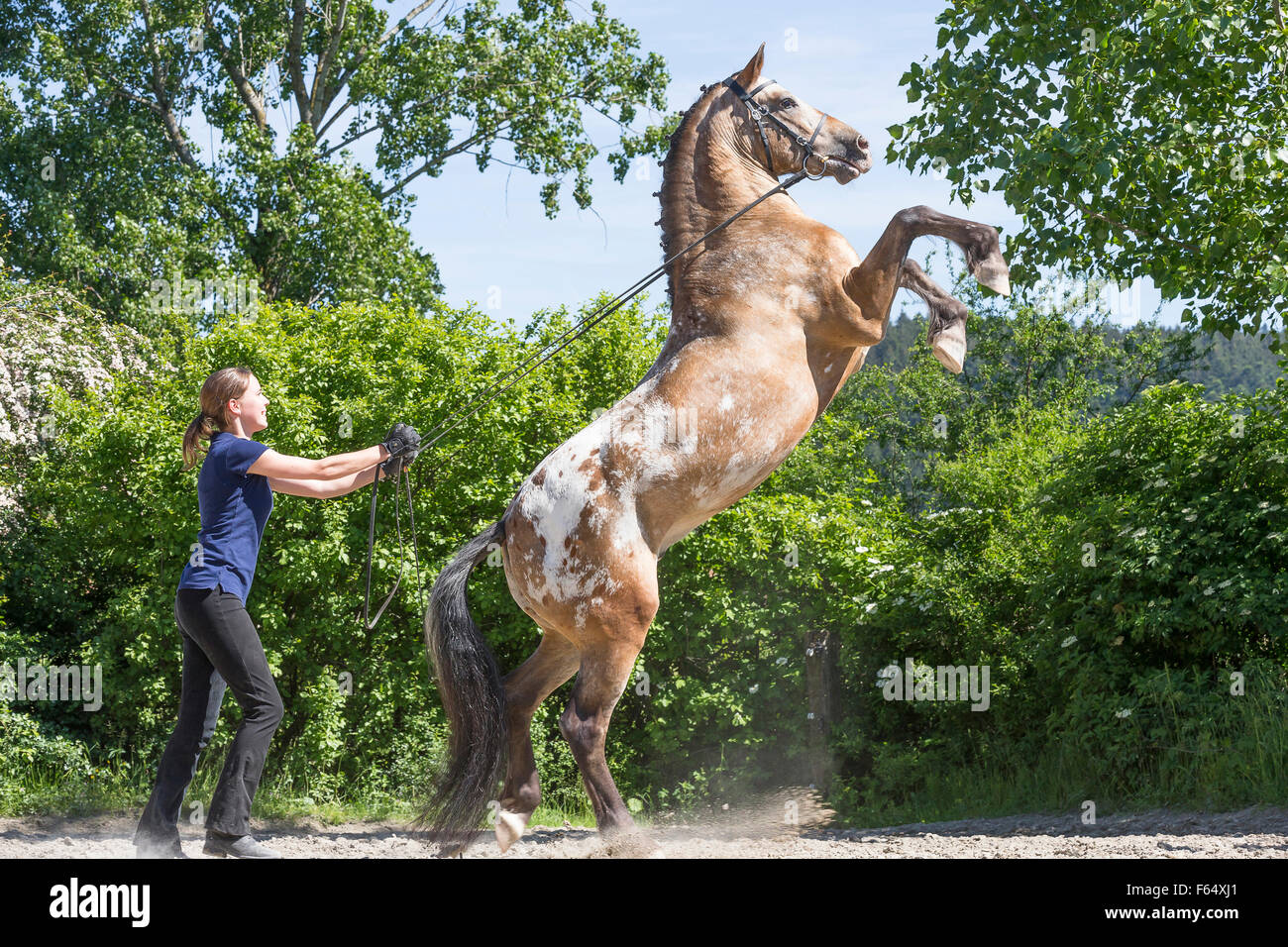 Appaloosa. Dun leopard-spotted horse rearing on long-rein. Switzerland ...