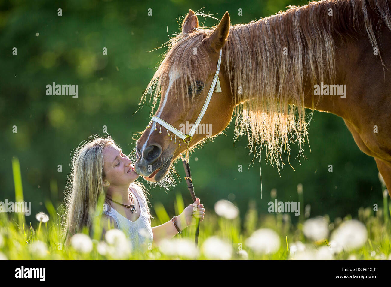 Arabian Harse. Woman sitting on a flowering meadow while smooching with ...