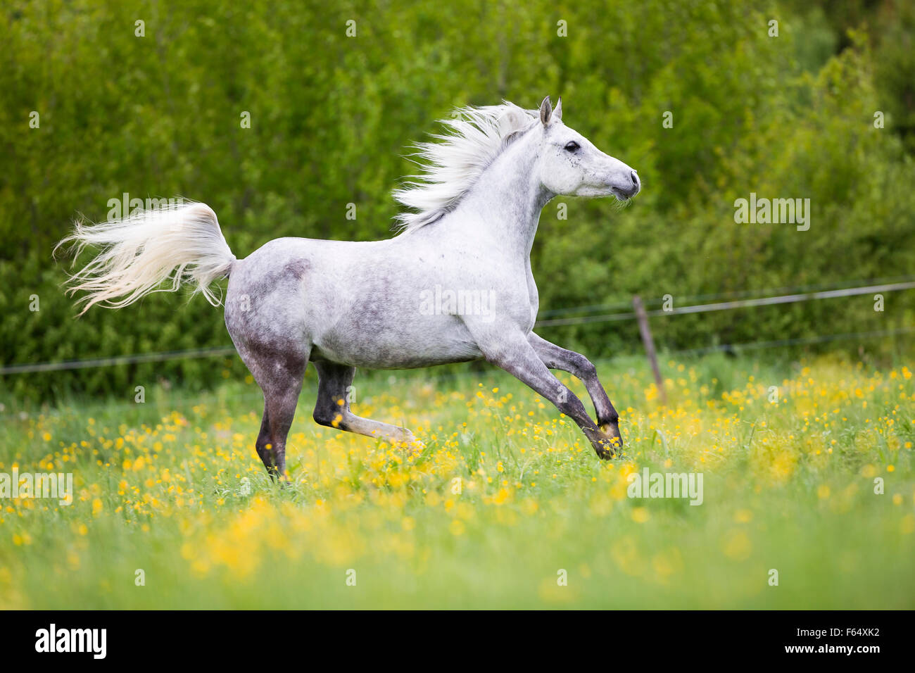 Arab Horse, Arabian Horse. Gray gelding galloping on a pasture. Austria ...