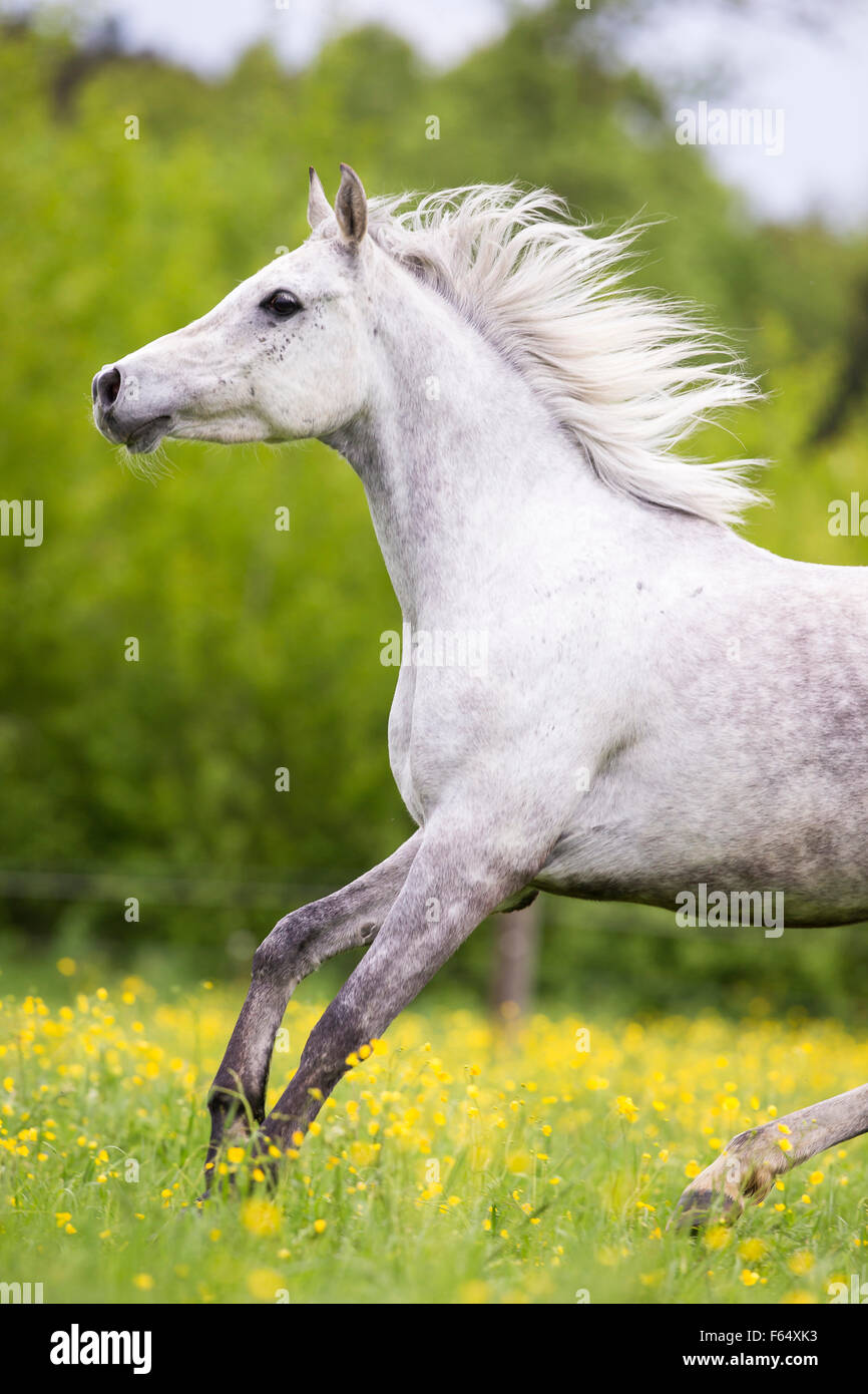 Arab Horse, Arabian Horse. Gray gelding galloping on a pasture. Austria ...