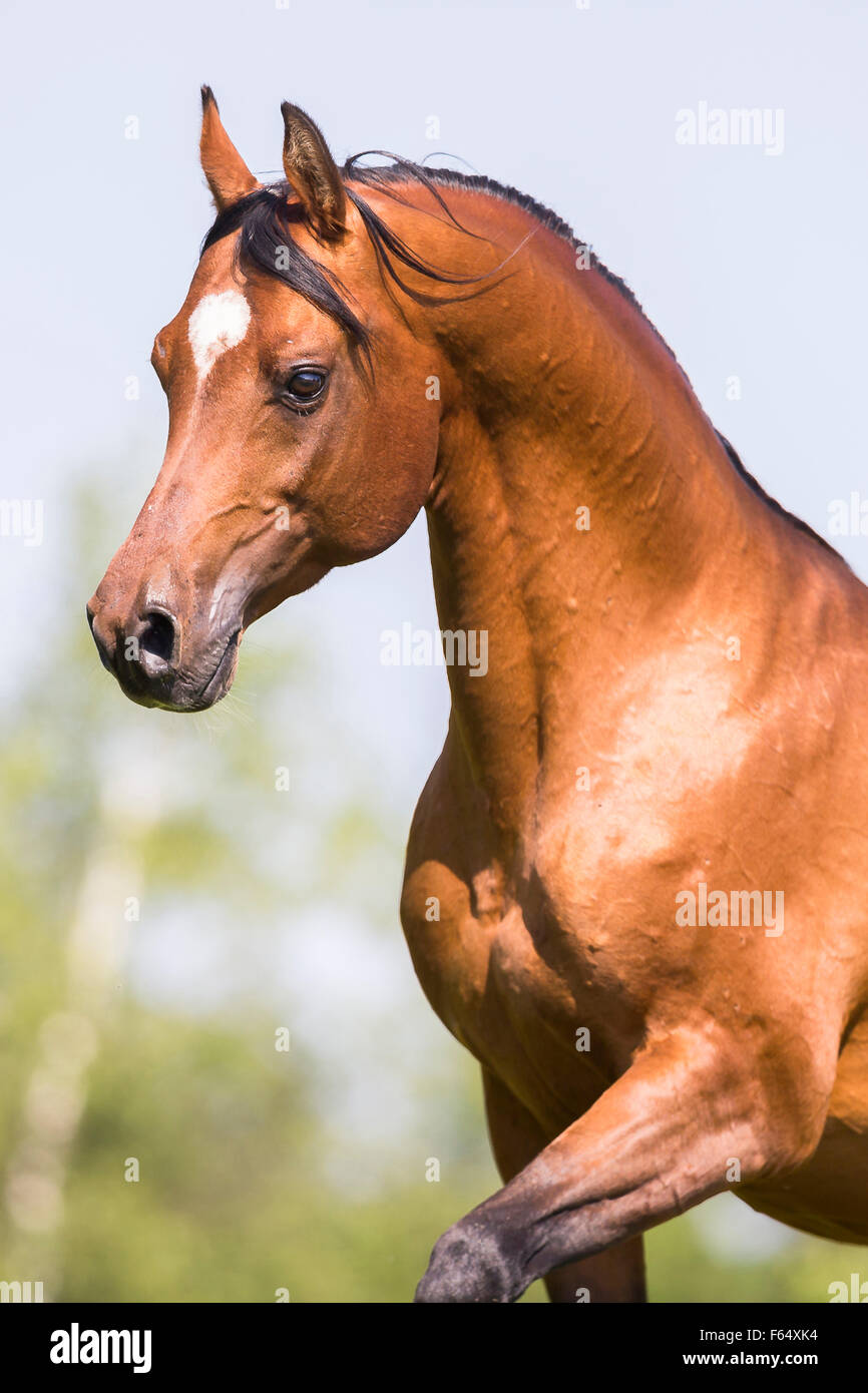 Bay Arabian Horse Head