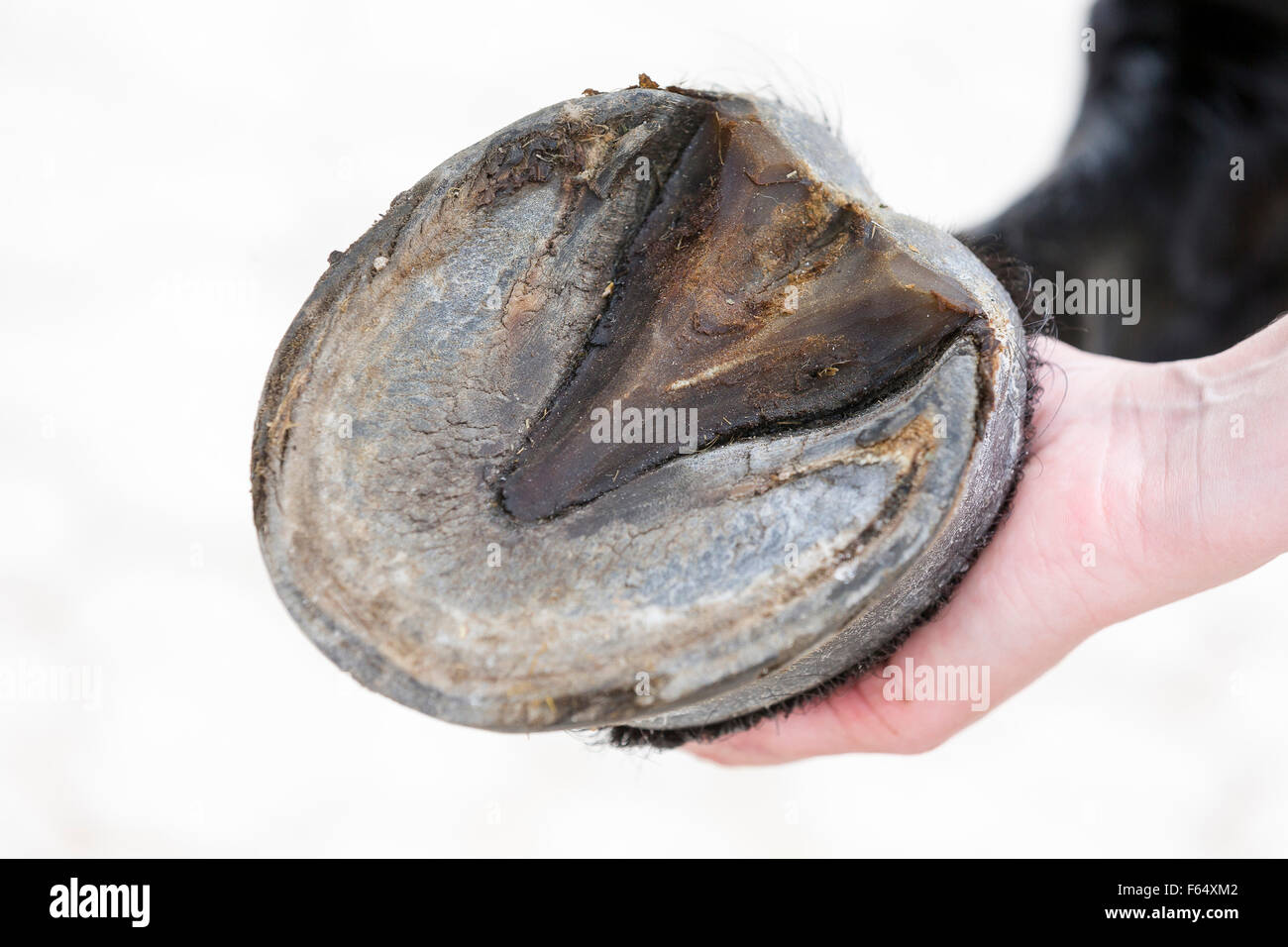 Barefoot hoof germany hi-res stock photography and images - Alamy