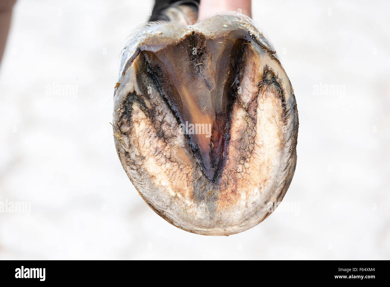 Barefoot horse hi-res stock photography and images - Alamy