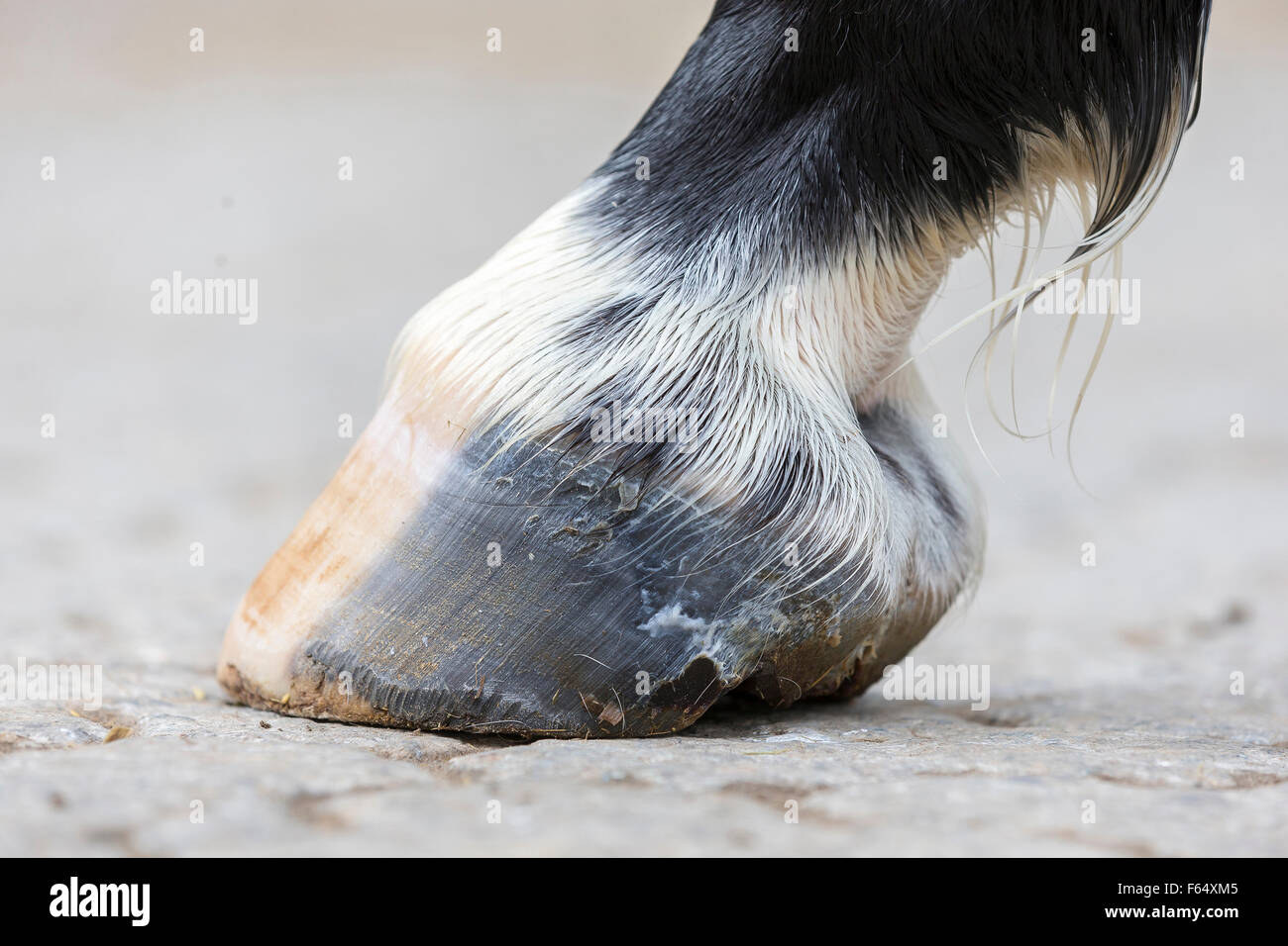 Bavarian Warmblood, Barefoot hoof. Germany Stock Photo - Alamy