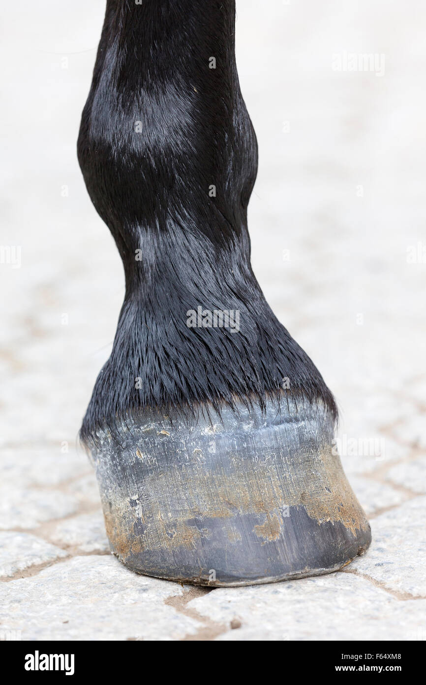 Barefoot hoof germany hi-res stock photography and images - Alamy
