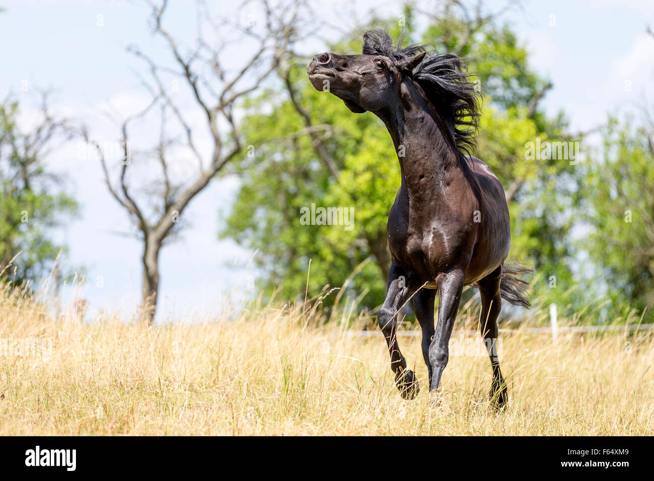 Barb Horse High Resolution Stock Photography and Images - Alamy