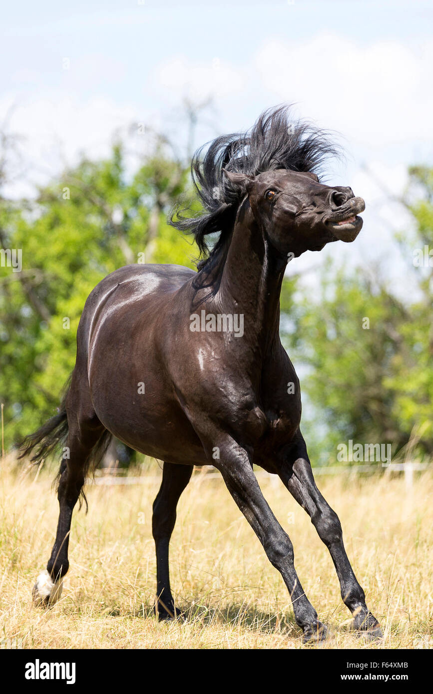 Barb Horse High Resolution Stock Photography and Images - Alamy