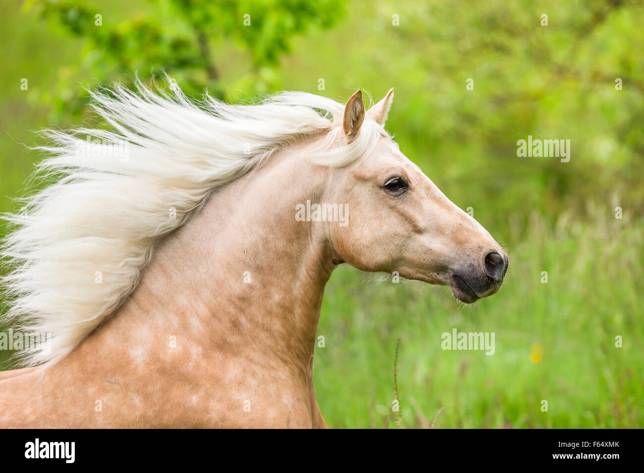Connemara Pony. Portrait of palomino with mane flowing. Germany Stock ...