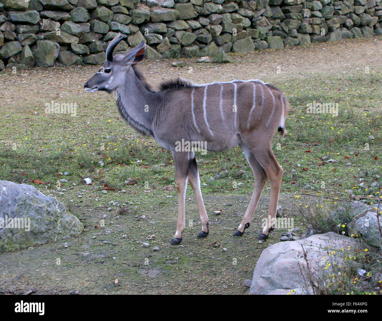Young Male South African Greater Kudu antelope (Tragelaphus ...