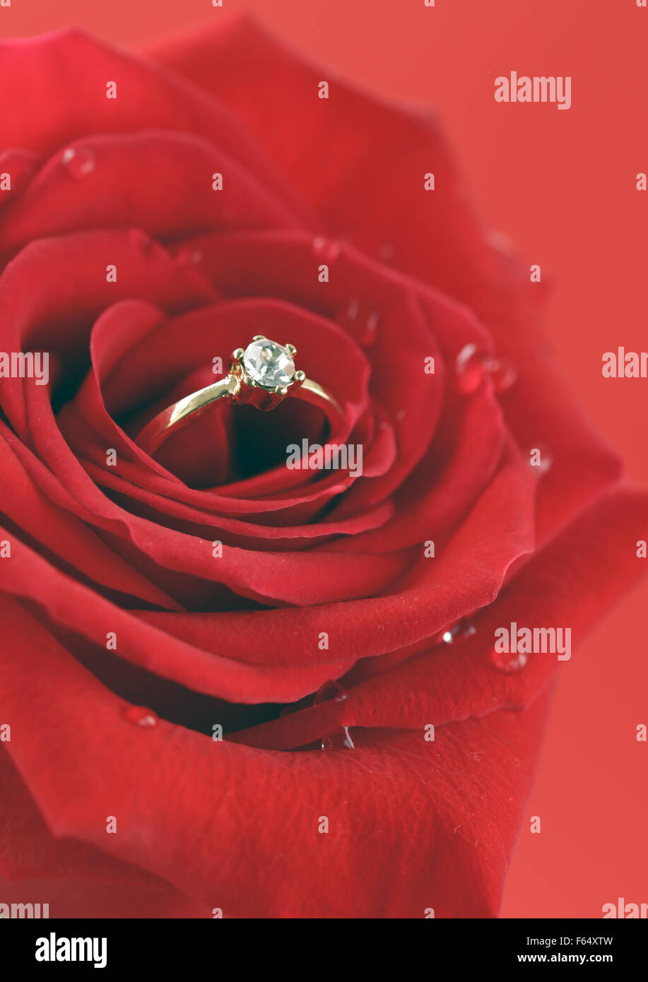 red rose flower with a gold ring with a diamond Stock Photo - Alamy