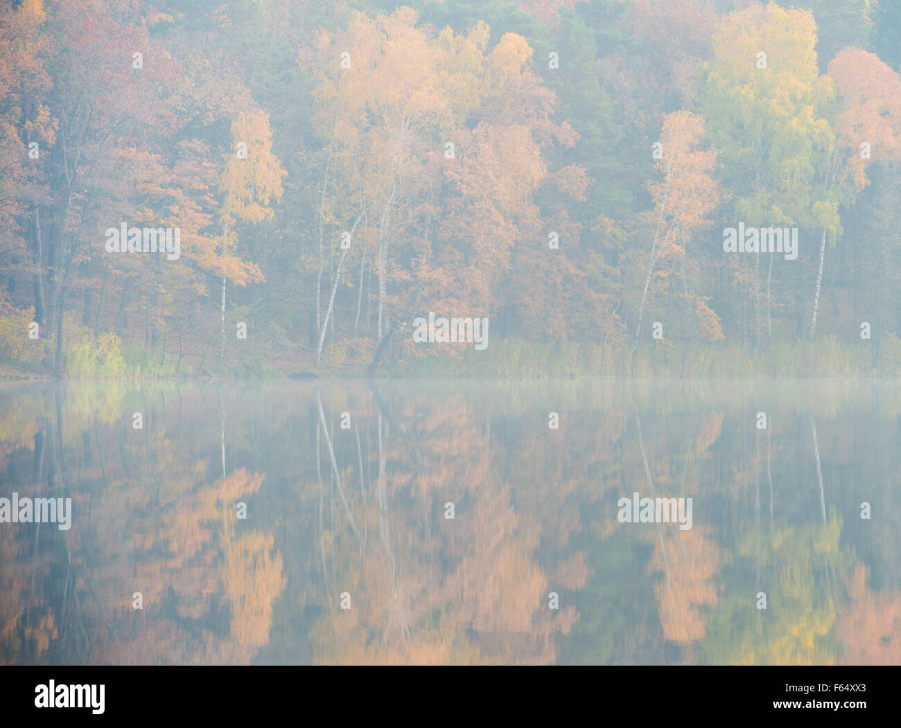 A colorful autumn forest is reflected in the still water of Treplin ...