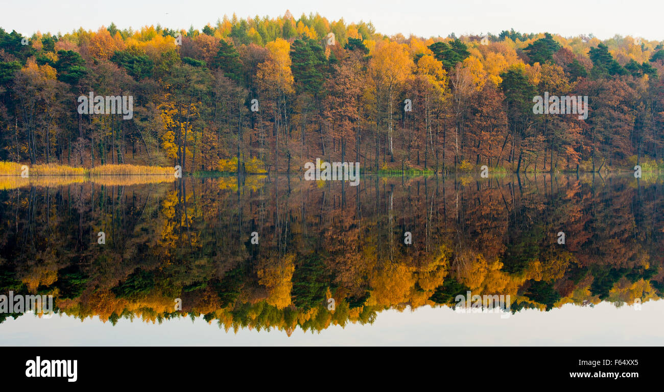 A colorful autumn forest is reflected in the still water of Treplin ...