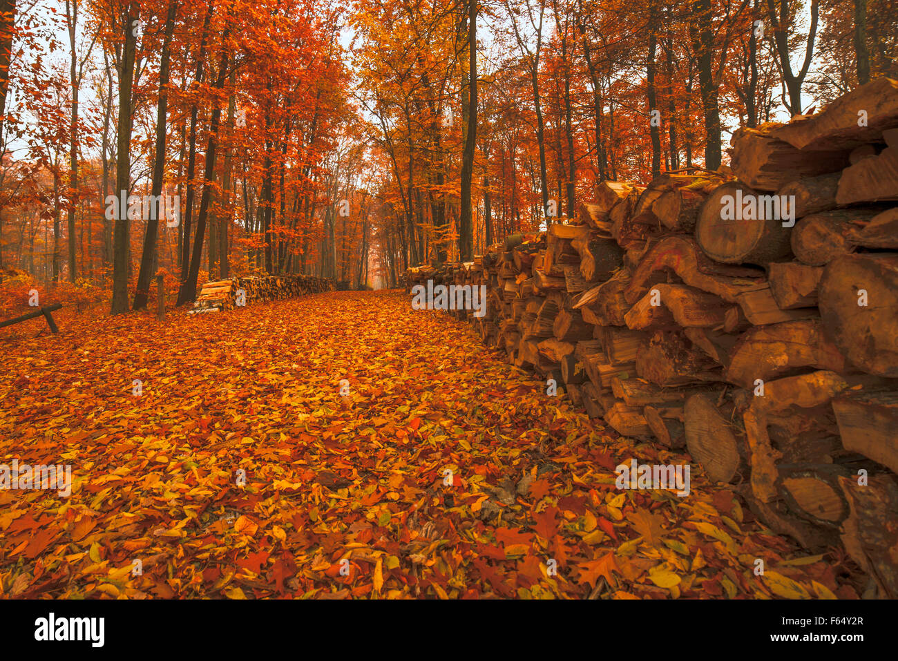 Crone wood High Resolution Stock Photography and Images - Alamy
