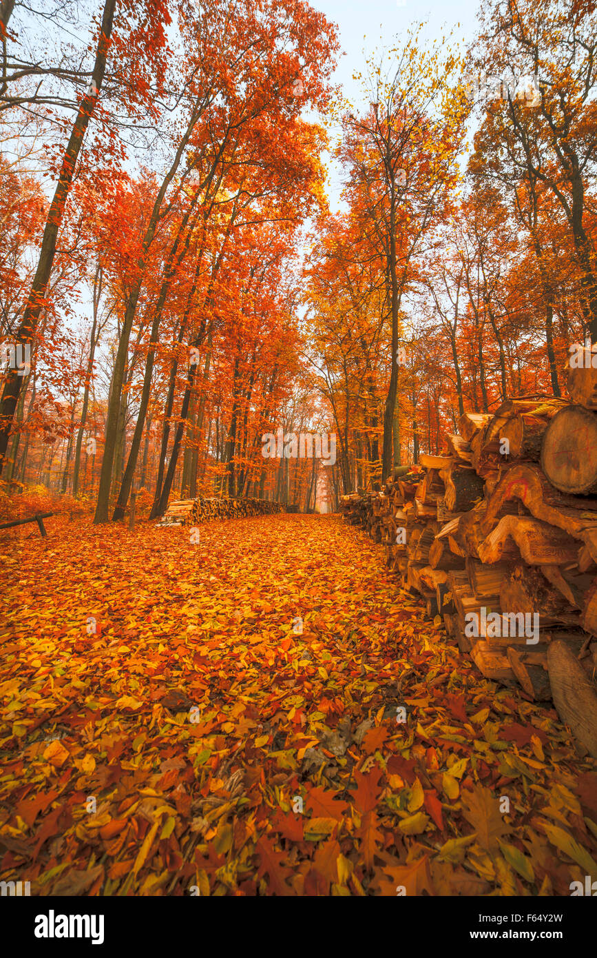 Panoramic view of high trees with red crones above stepway taken in ...