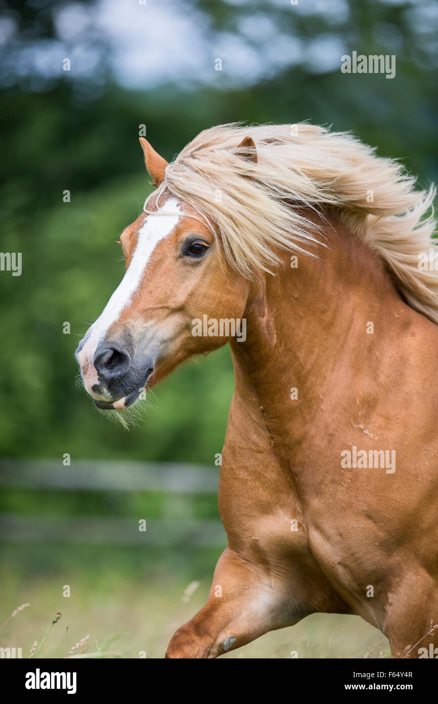 Haflinger Horse. Chestnut mare galloping on a pasture, portrait ...