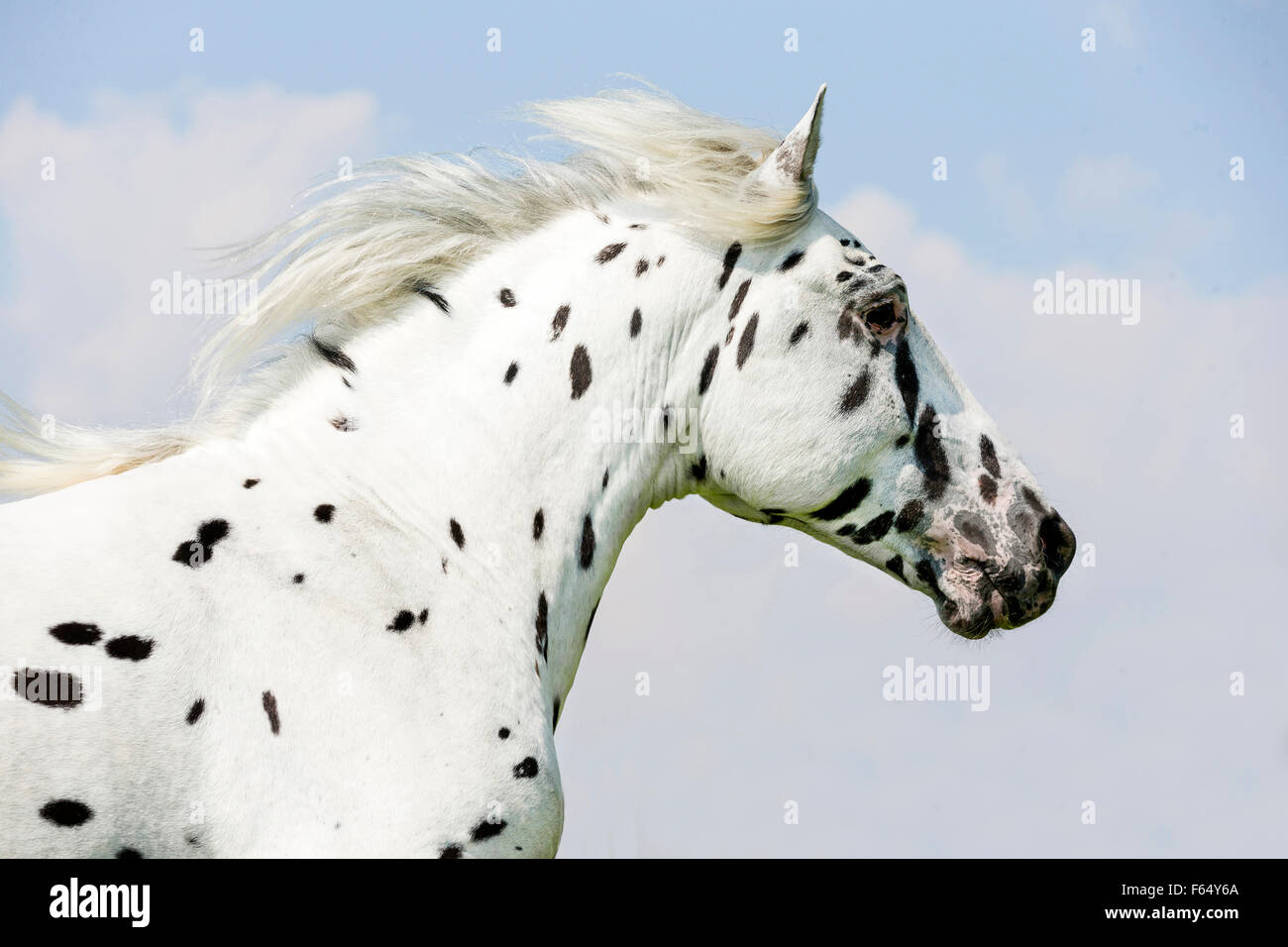 Knabstrup Horse. Portrait of leopard-spotted stallion. Germany Stock ...