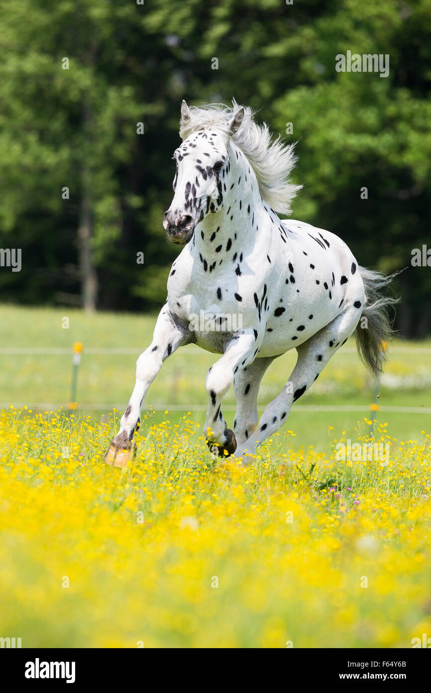 Knabstrup Horse. Leopard-spotted stallion galloping on a pasture ...