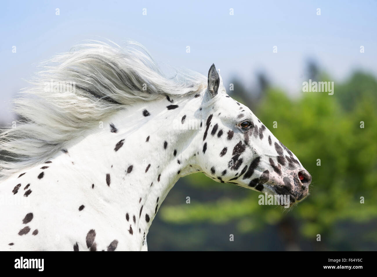 Knabstrup Horse. Portrait of leopard-spotted stallion with mane flowing ...