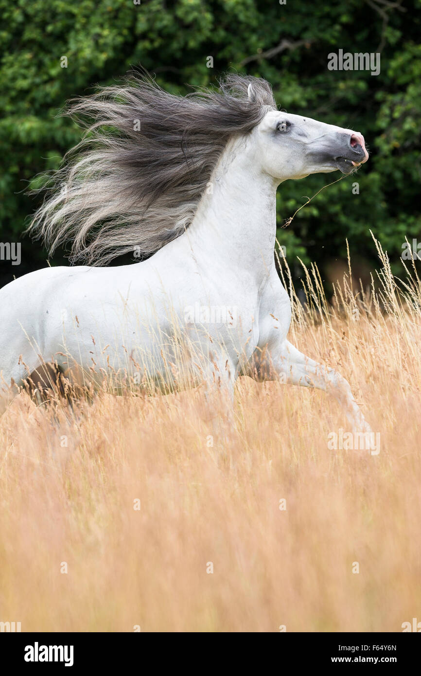 Lusitano. Gray stallion showing off on a pasture. Germany Stock Photo ...