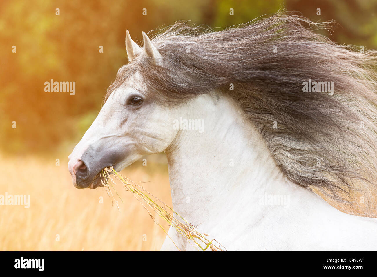 Lusitano High Resolution Stock Photography and Images - Alamy