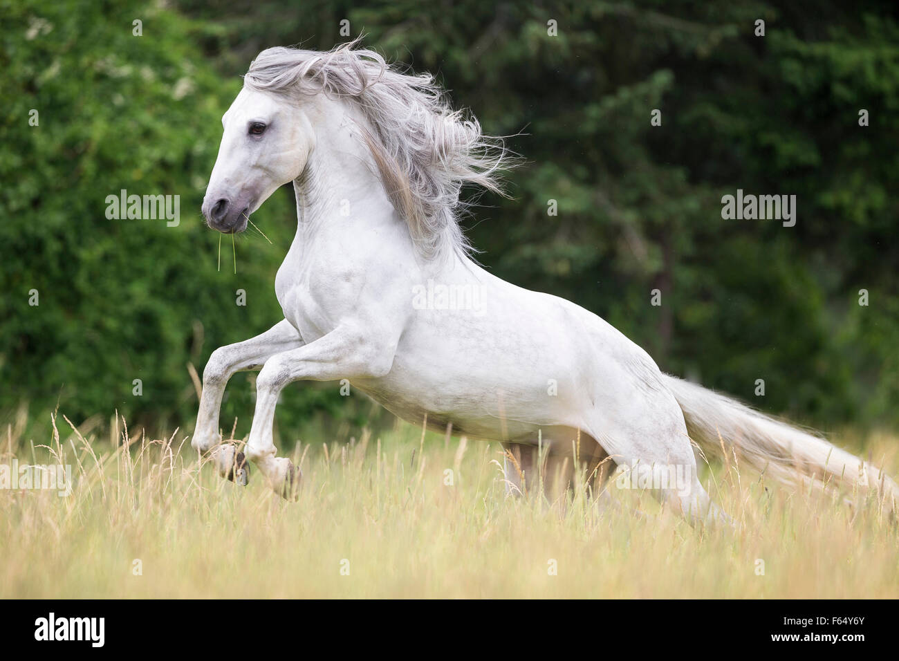 Lusitano horse hi-res stock photography and images - Alamy