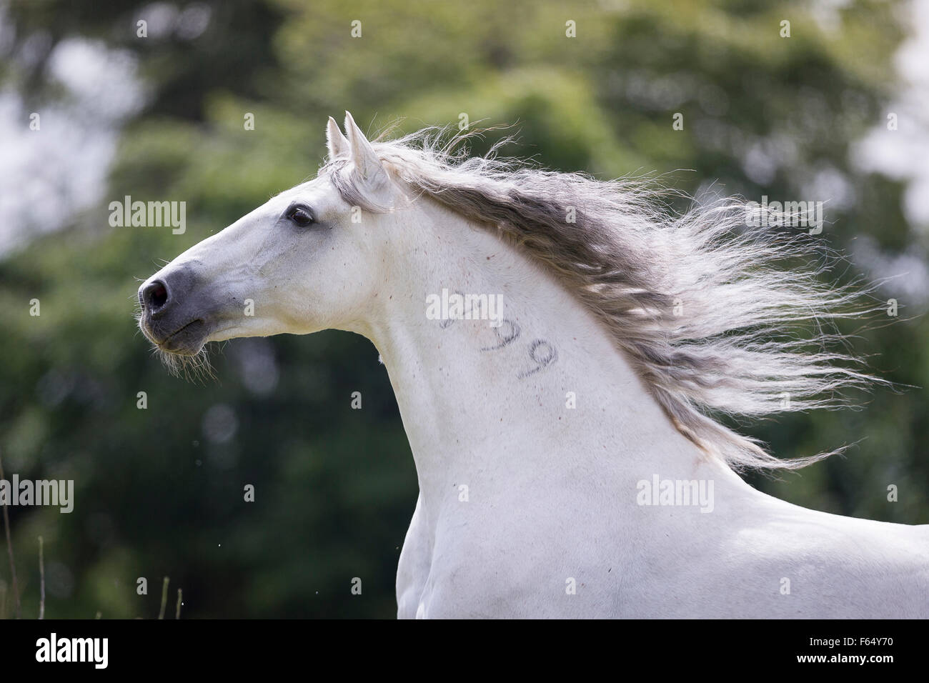 Mane movement hi-res stock photography and images - Alamy