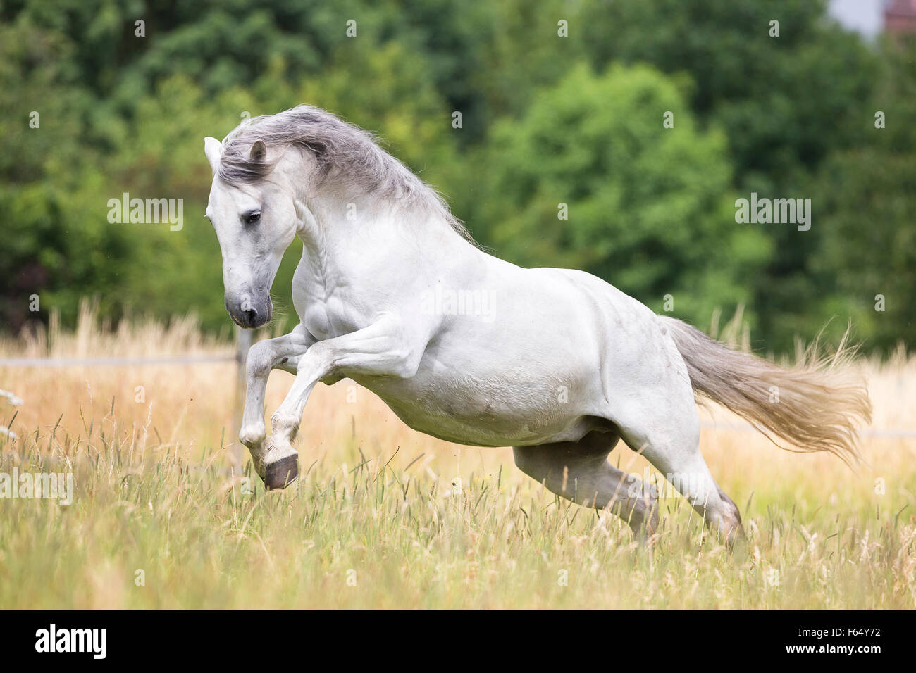 Lusitano. Gray stallion showing off on a pasture. Germany Stock Photo ...