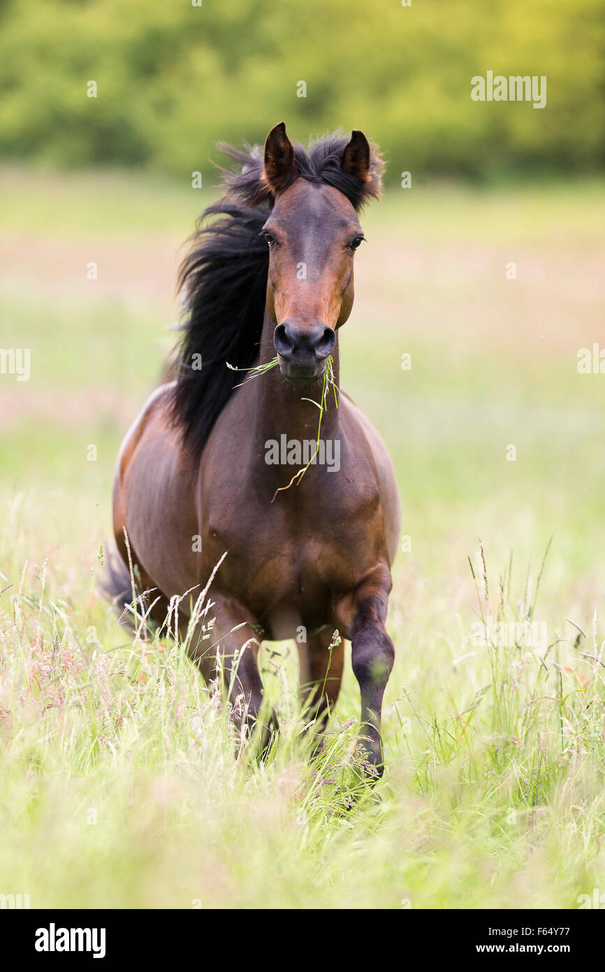 Morgan horse hi-res stock photography and images - Alamy
