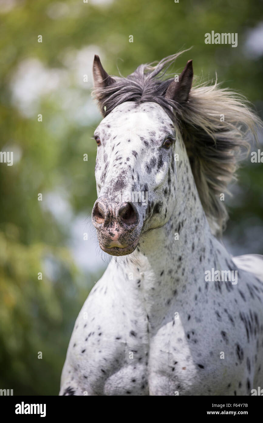 Noriker Horse. Portrait of leopard-spotted gelding with mane flowing ...