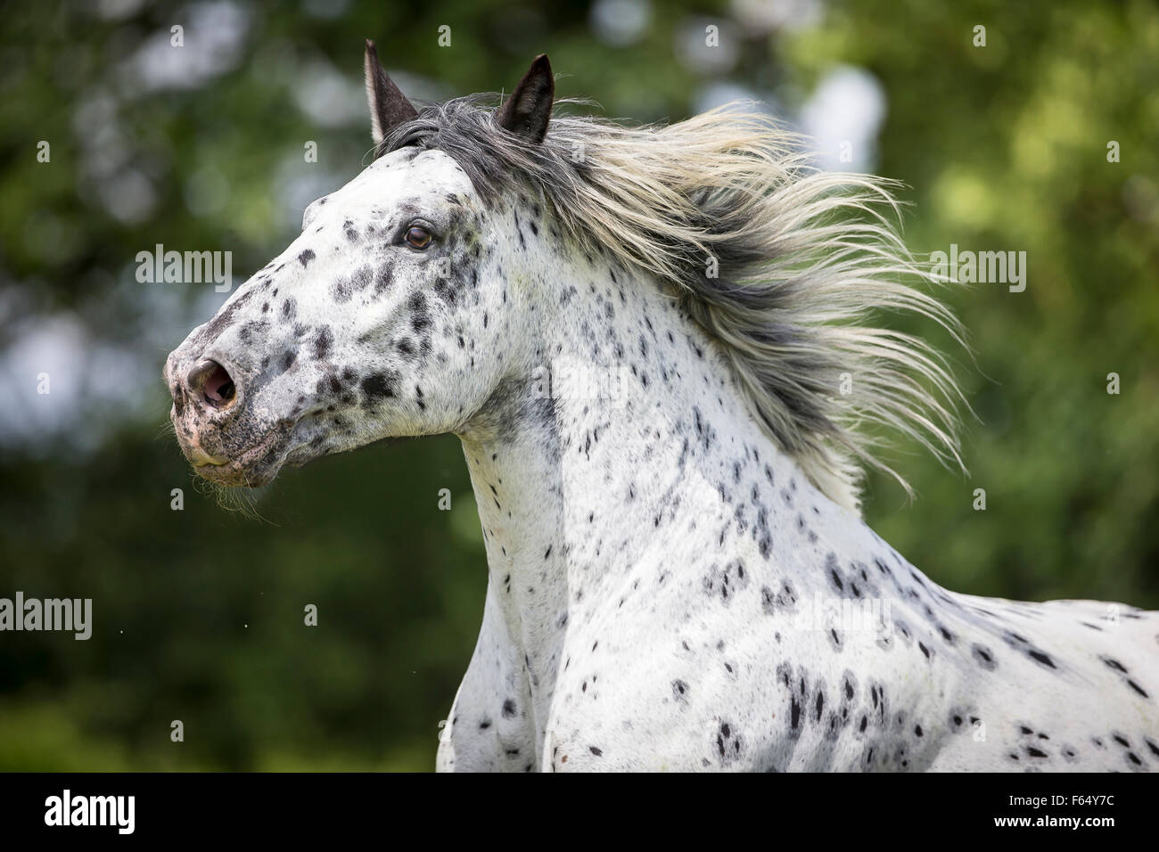 Noriker Horse. Portrait of leopard-spotted gelding with mane flowing ...