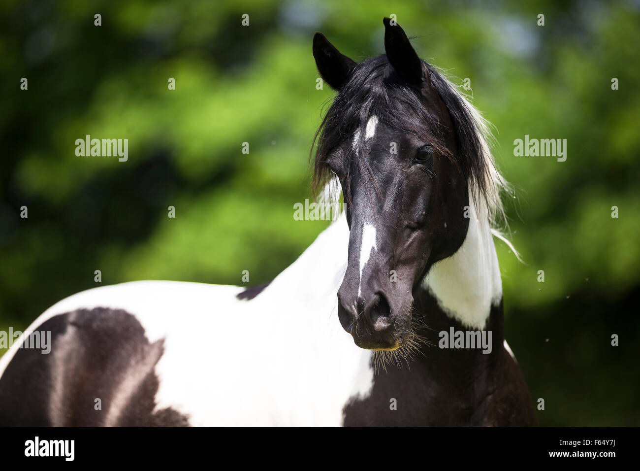 Piebald Horse Face
