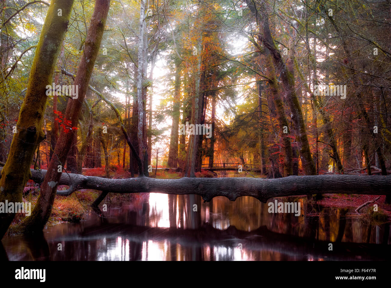 Blackwater stream new forest hi-res stock photography and images - Alamy