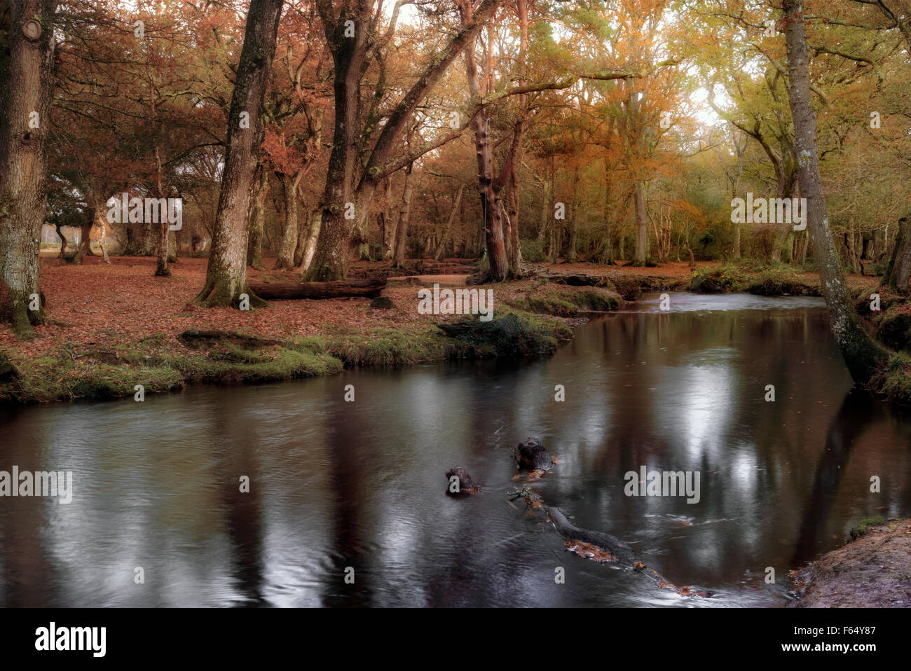 New forest brockenhurst hi-res stock photography and images - Alamy