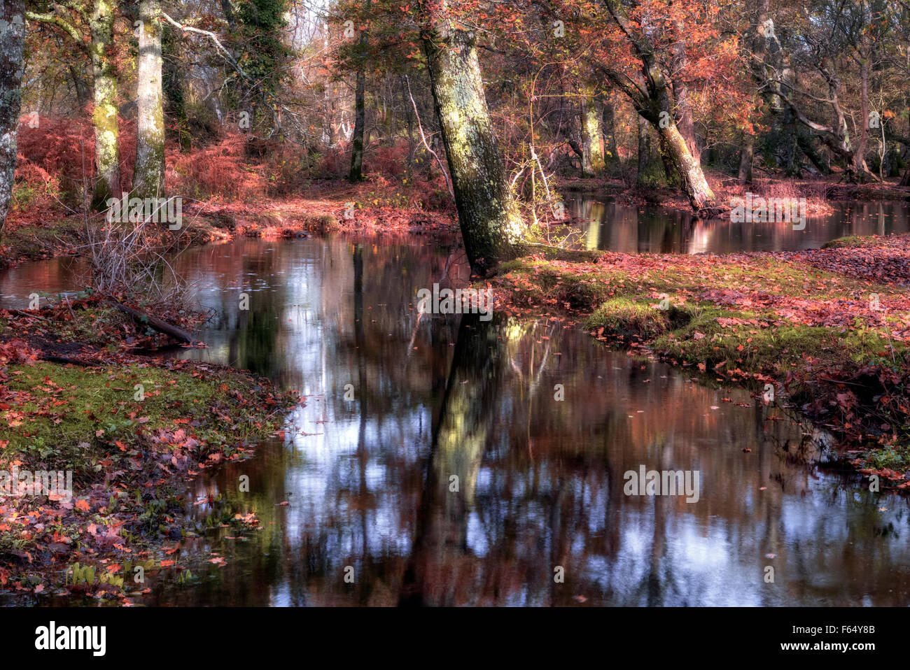 New Forest, Brockenhurst, Hampshire, England, UK Stock Photo - Alamy