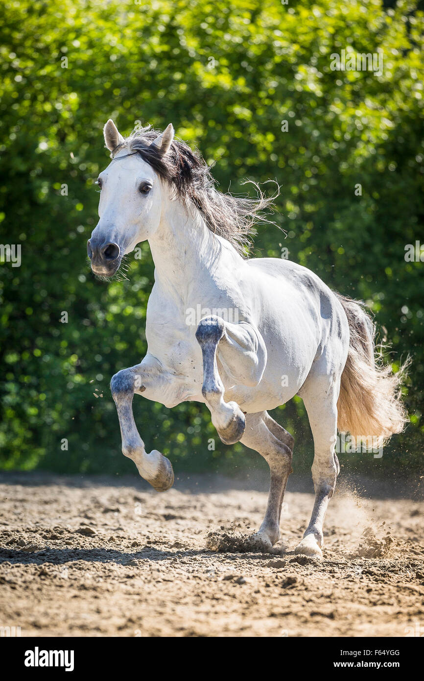 Pure Spanish Horse, Andalusian. Gray stallion galloping in a paddock ...