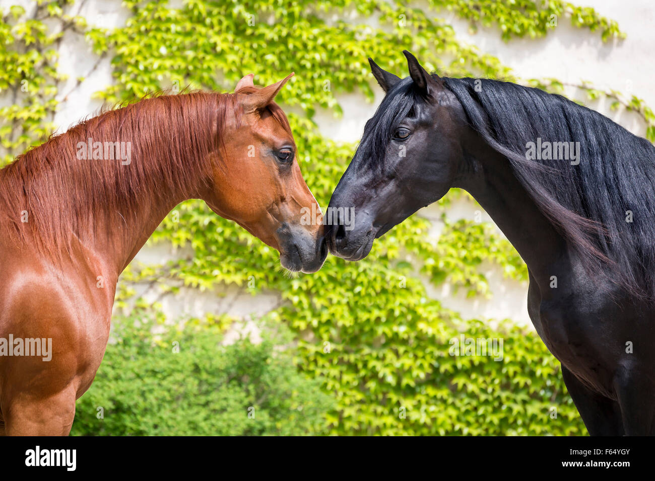 Chestnut Andalusian Horses