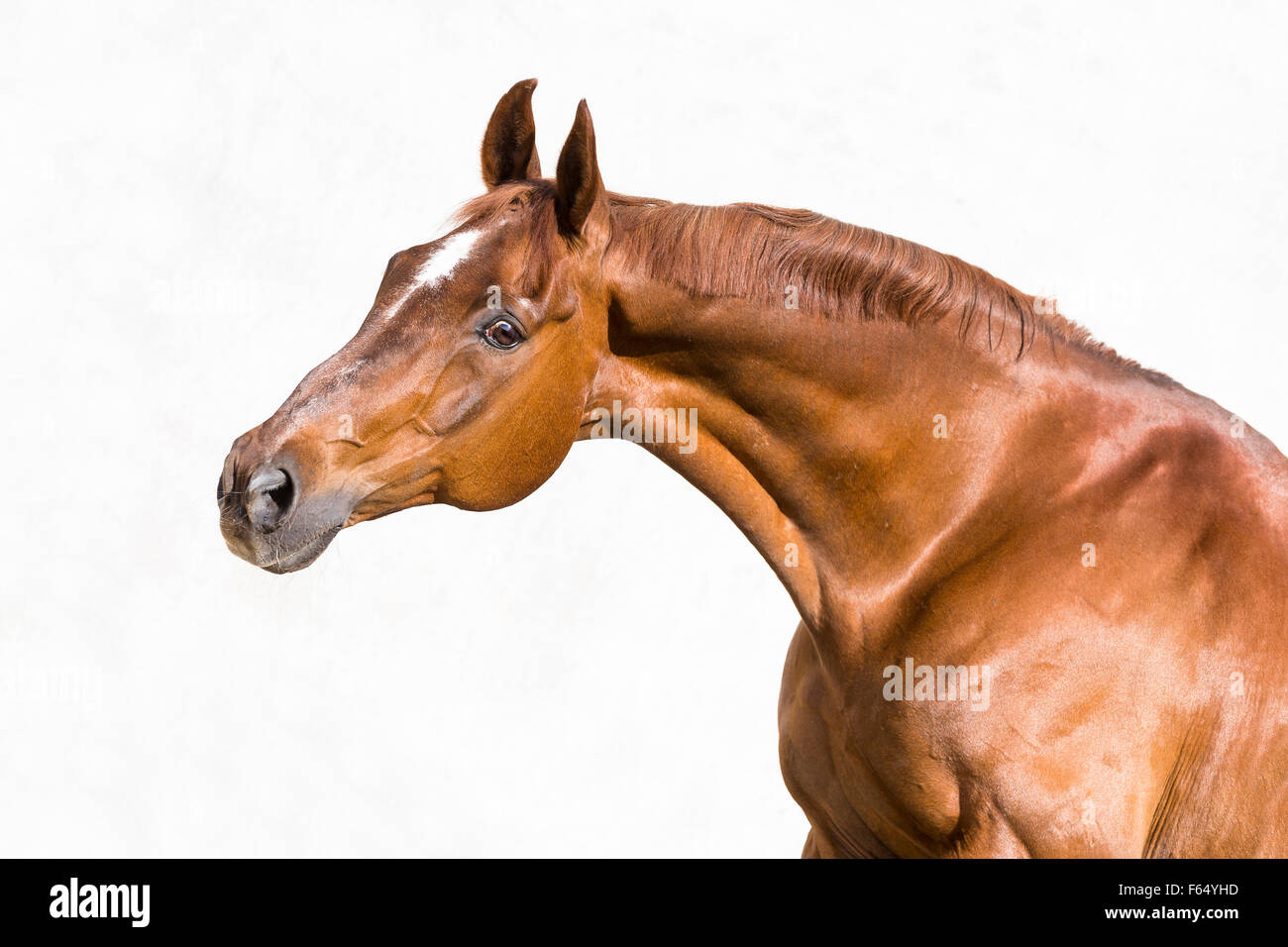 Rhenish Warmblood. Portrait of chestnut gelding against a white ...