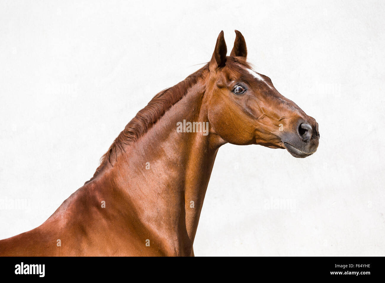 Rhenish Warmblood. Portrait of chestnut gelding against a white ...