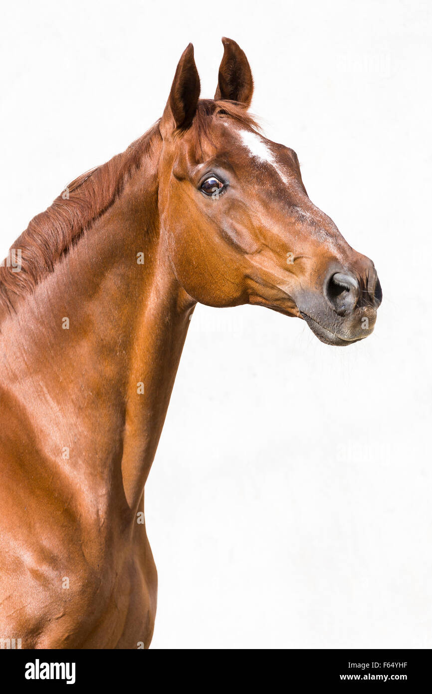 Rhenish Warmblood. Portrait of chestnut gelding against a white ...