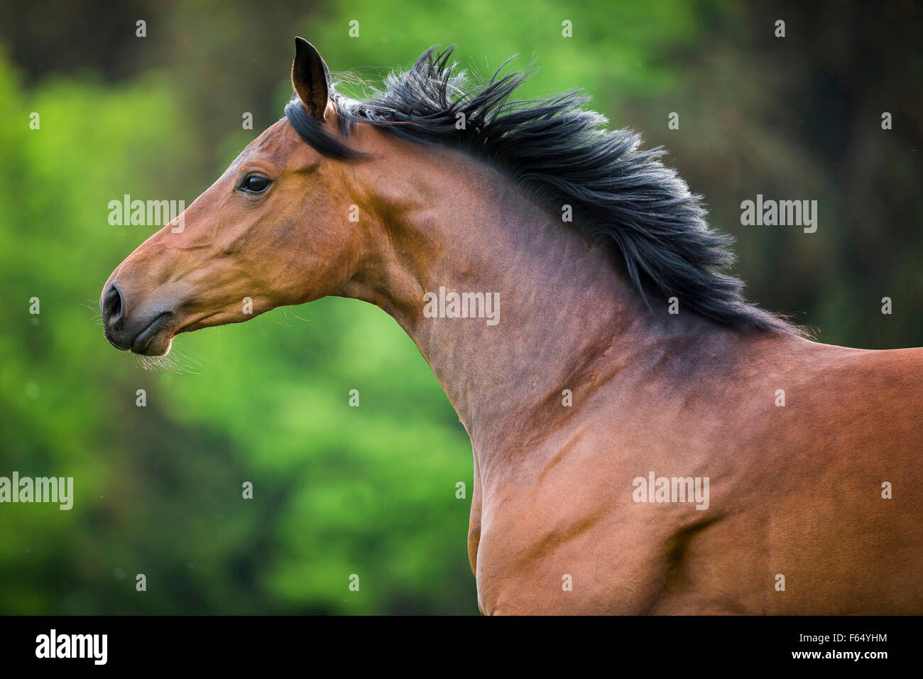 Trakehner. Portrait of bay mare with mane flowing. Austria Stock Photo ...