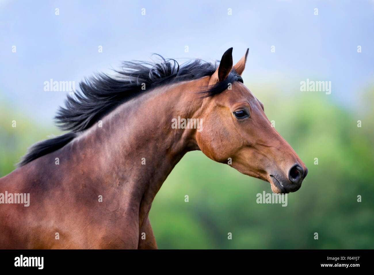 Trakehner. Portrait of bay mare with mane flowing. Austria Stock Photo ...