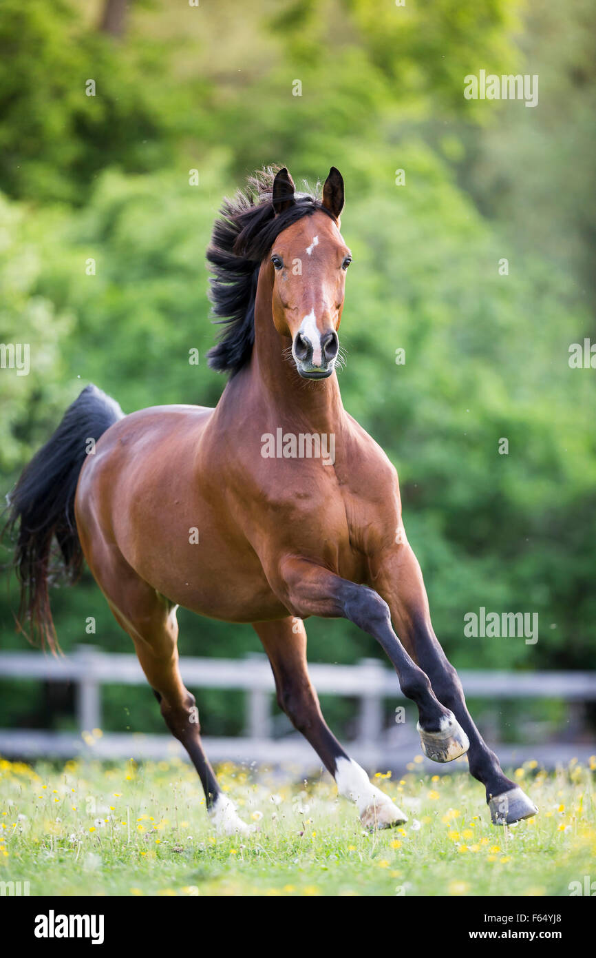 Trakehner. Bay gelding galloping on a pasture. Austria Stock Photo - Alamy