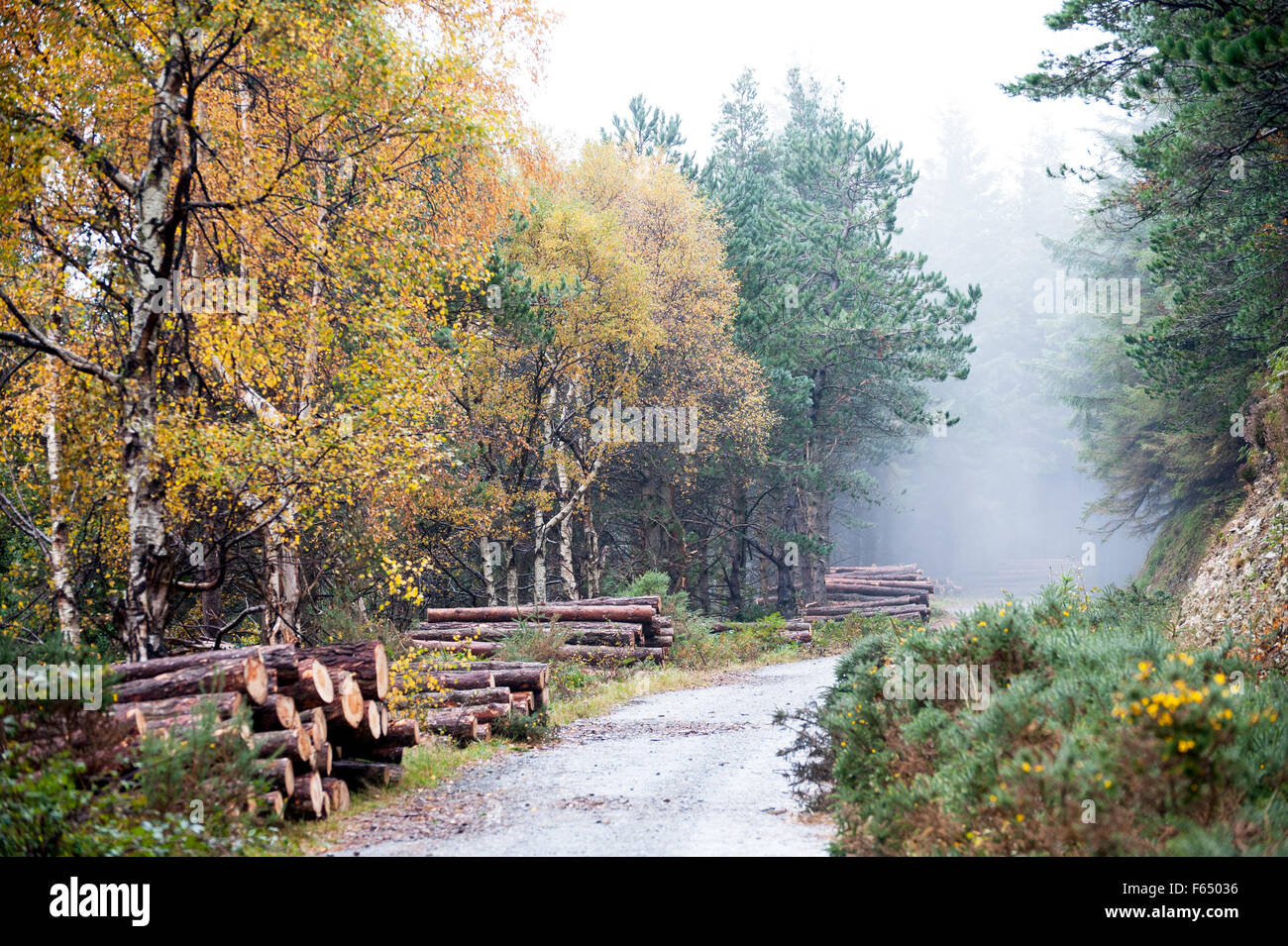 The cut and chopped fire wood are stacked in a heap in Deerpark and ...