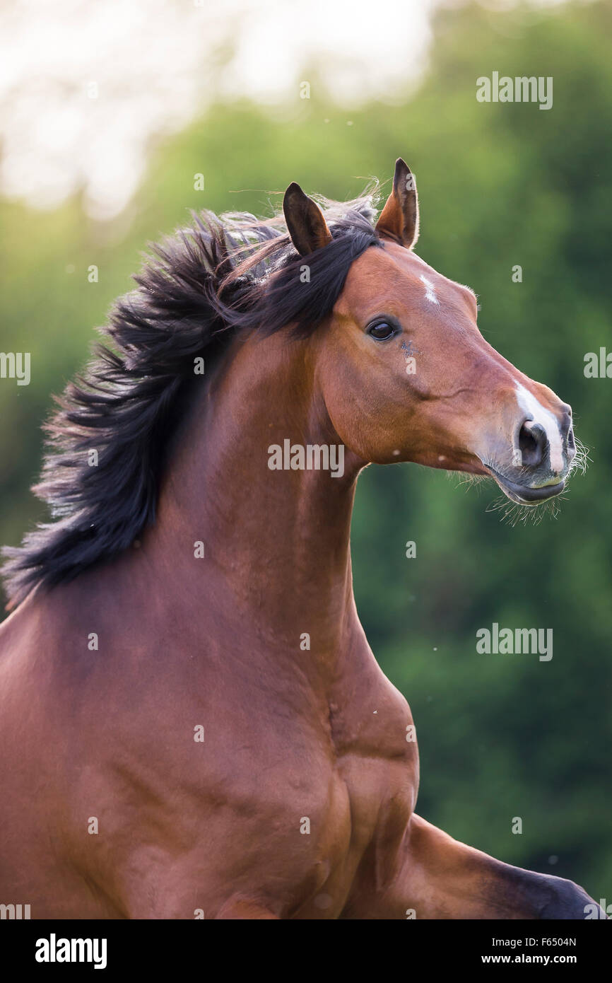 Trakehner. Portrait of bay gelding with mane flowing. Austria Stock ...