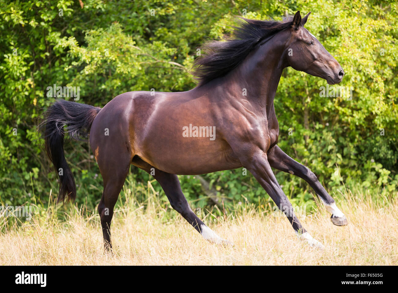 Trakehner. Bay mare galloping on a pasture. Germany Stock Photo - Alamy